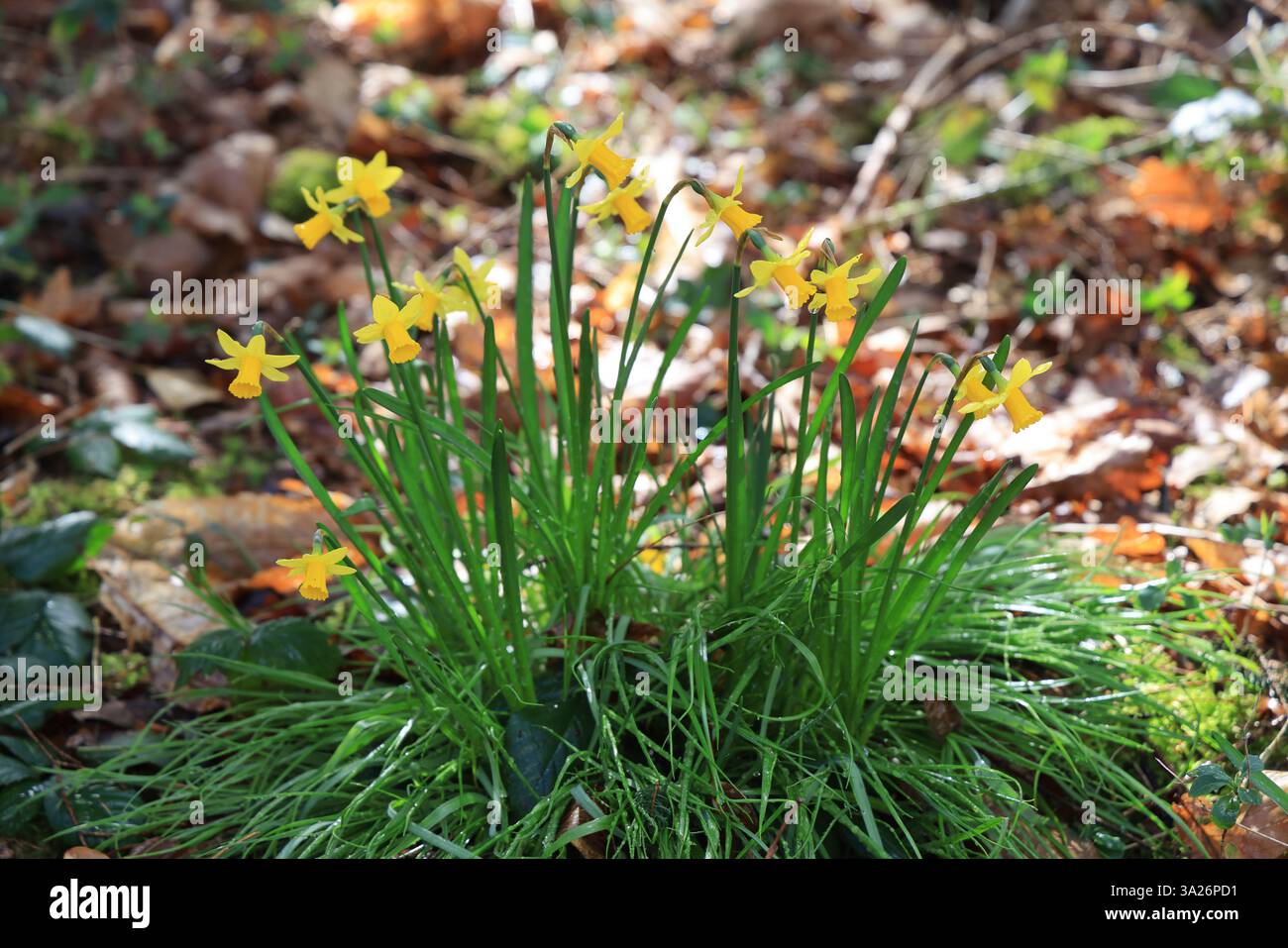 Daffodils are among the first plants to bloom in the forest before ...