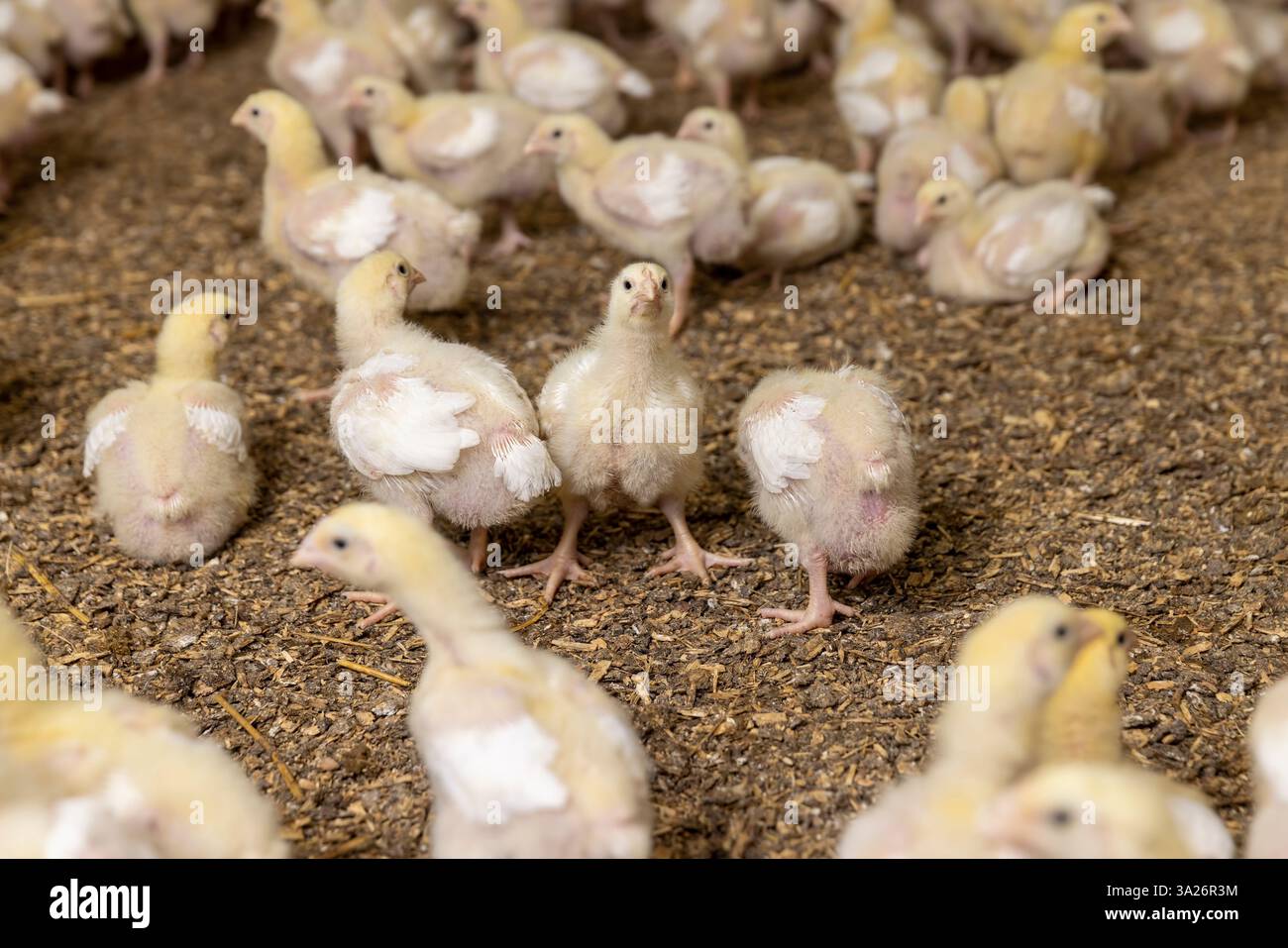 broiler chickens in a large poultry house of a farm for growing meat ...
