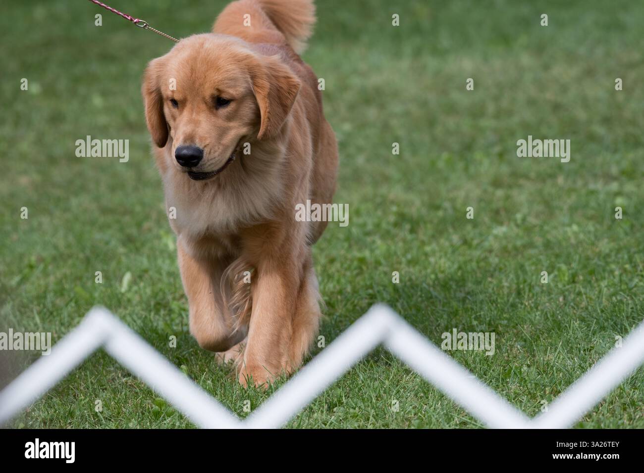 Golden retriever fence hi-res stock photography and images - Alamy