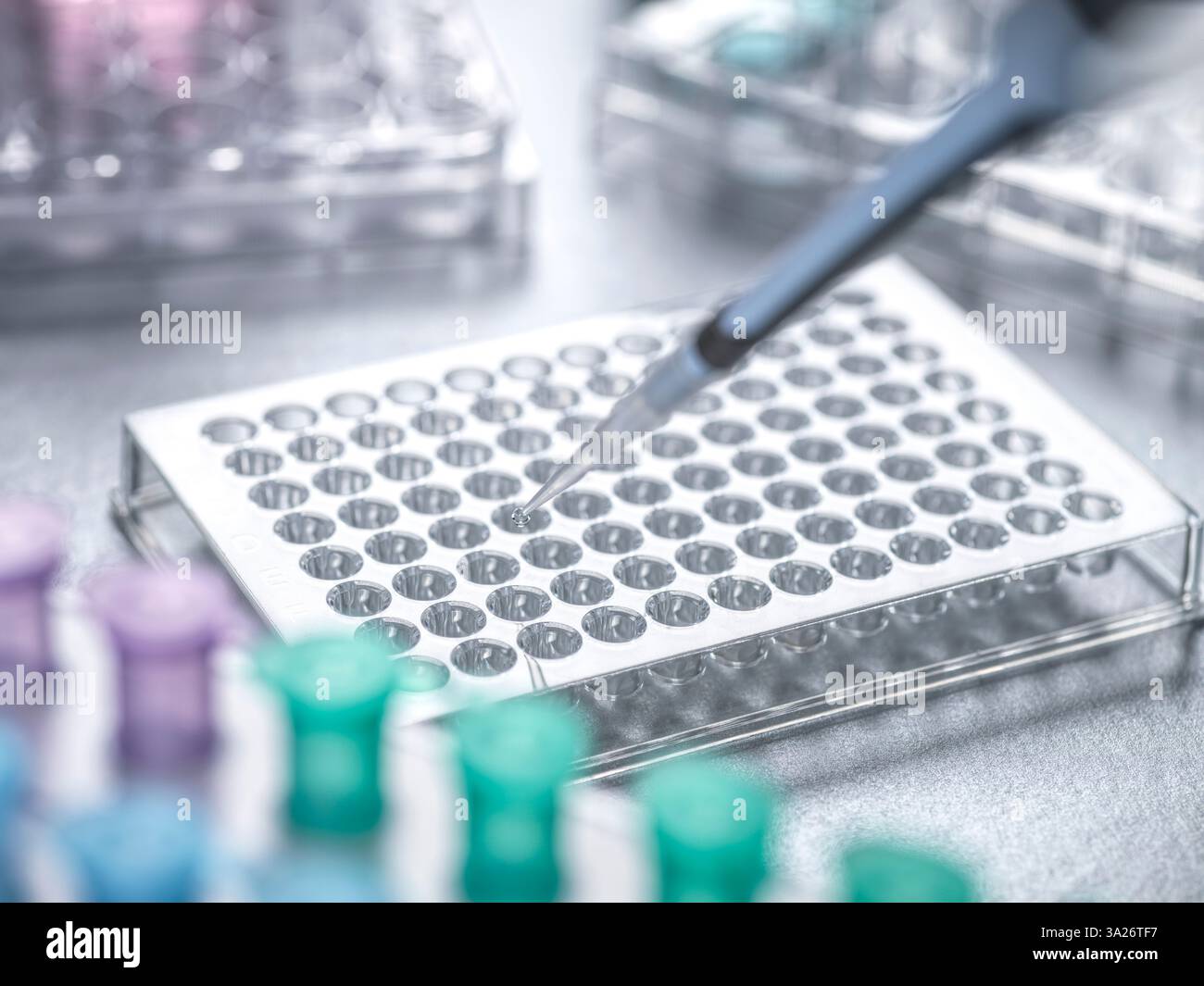 Pipette dispensing liquid into wells of a microplate in a laboratory ...