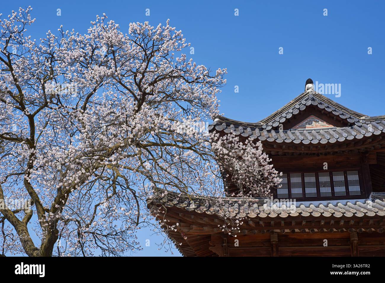 Spring Cherry blossoms in Deoksugung royal palace of Joseon dynasty in ...