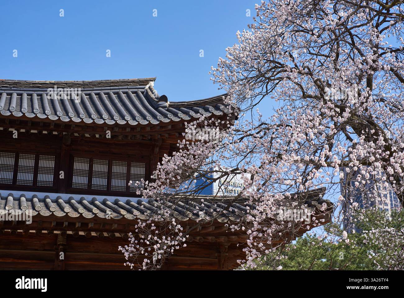 Spring Cherry blossoms in Deoksugung royal palace of Joseon dynasty in ...