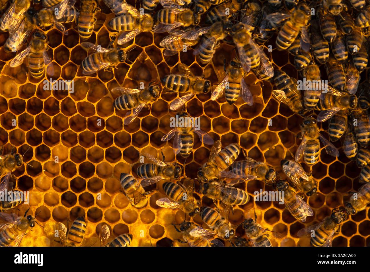 Bees sit on honeycombs with honey in a bee frame in a beehive close-up ...