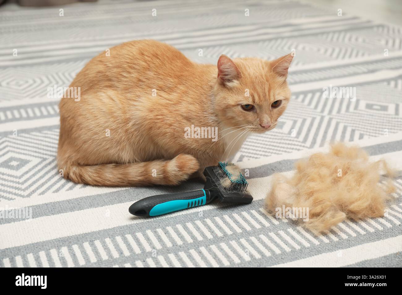 Cute ginger cat, brush and pile of pet's hair on floor Stock Photo - Alamy