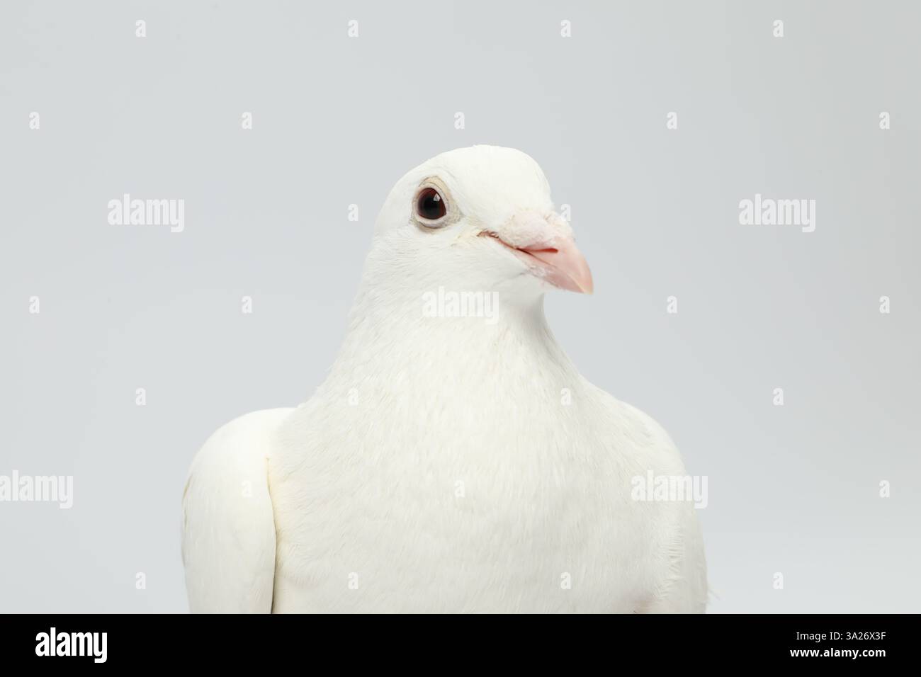 One dove on white background. Beautiful bird Stock Photo - Alamy