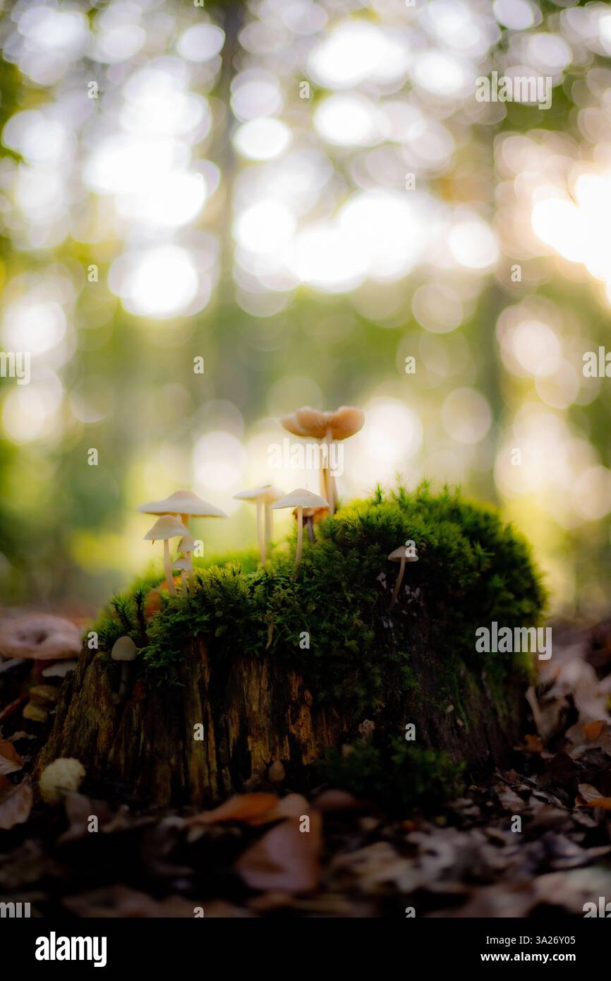 Fall Mushroom Forest Stock Photo - Alamy