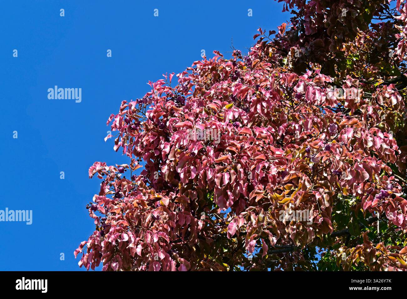 Sapucaia hi-res stock photography and images - Alamy