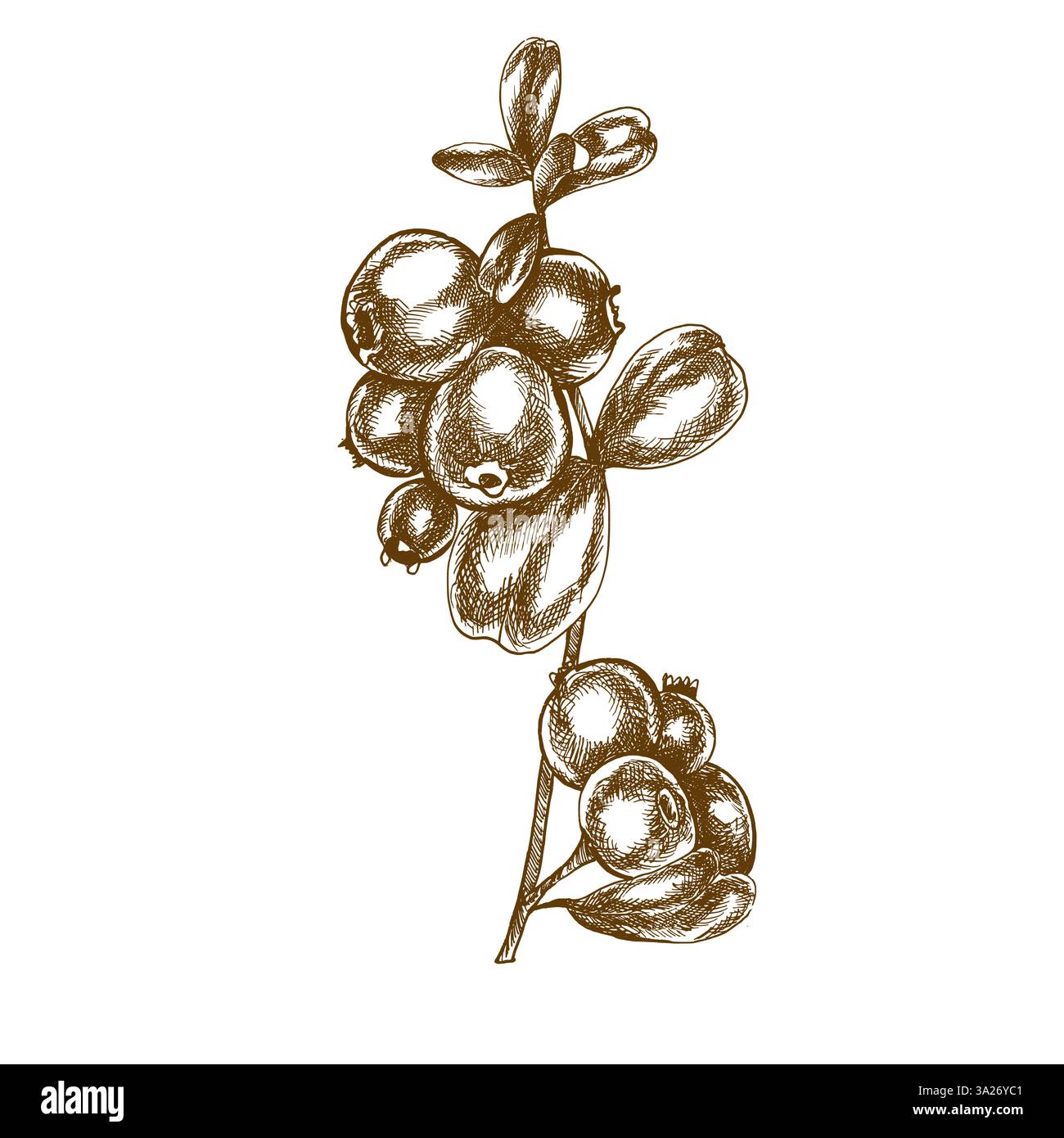 Forest cranberry branch ink vector illustration. Hand drawn botanical ...