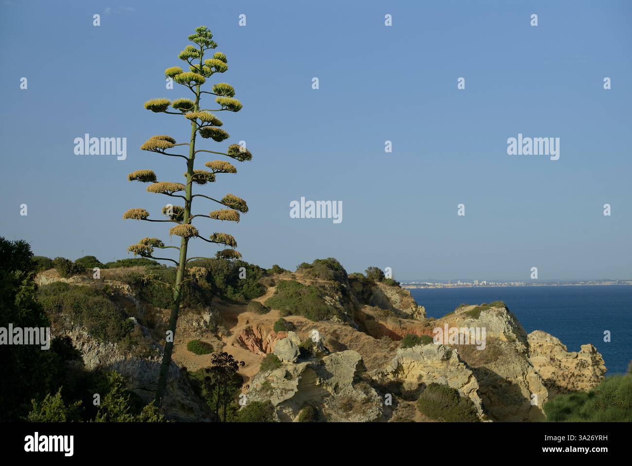 Tall agave plant with blooms by rocky seaside cliffs under a clear blue ...