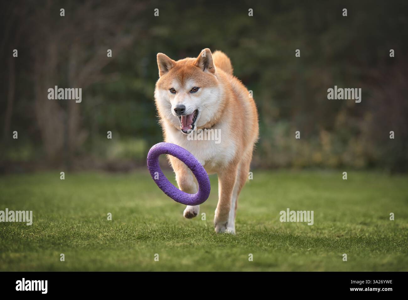 Shiba inu dog is running with puller toy on the grass lawn Stock Photo ...