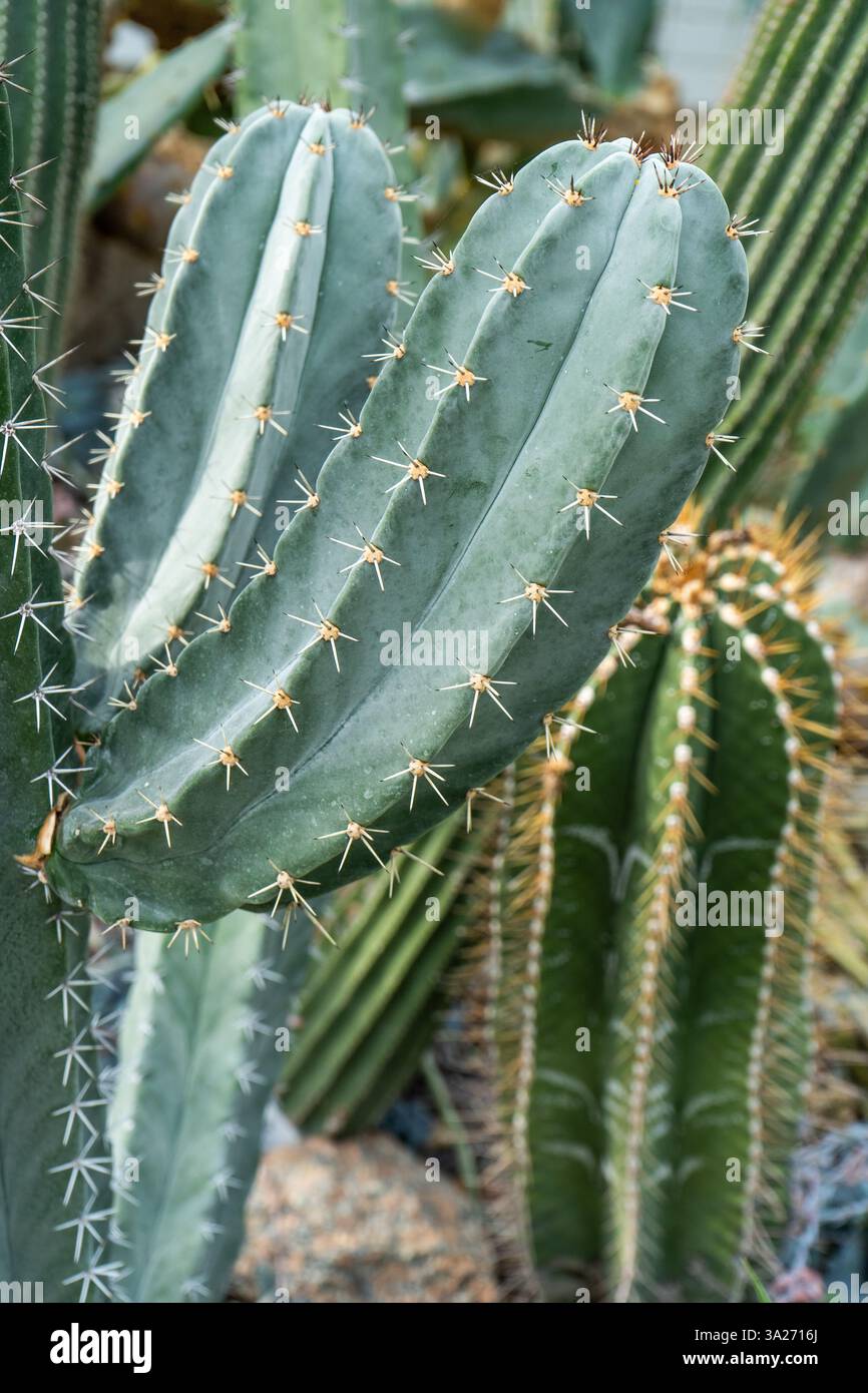 Cacti of different types, shapes and sizes. Succulent plants. Flowers ...