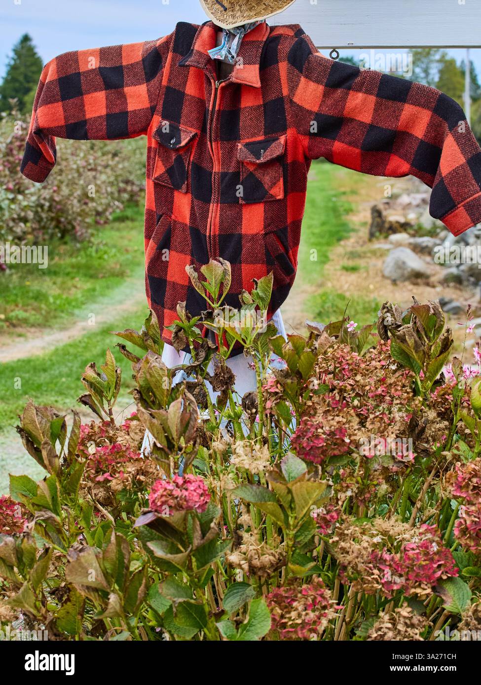 Fall scarecrow pumpkin display hi-res stock photography and images - Alamy