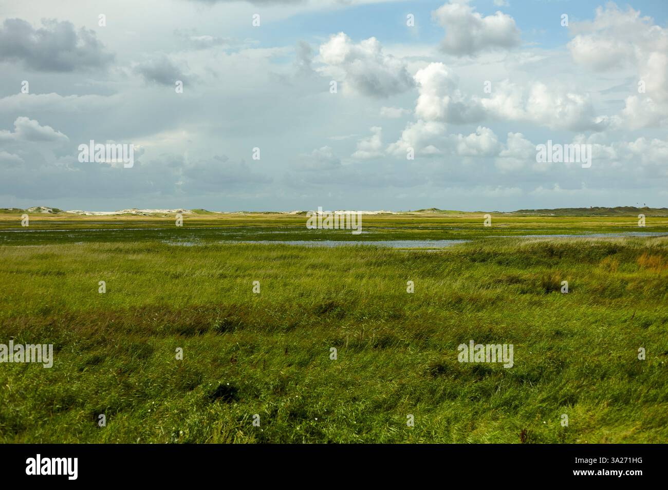 Vast green field under a cloudy sky with distant sandy dunes on the ...