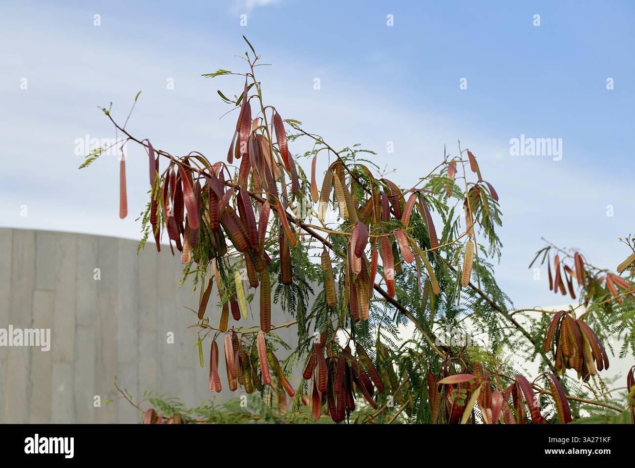 Branches of a pepper tree with seed pods against a clear blue sky and ...