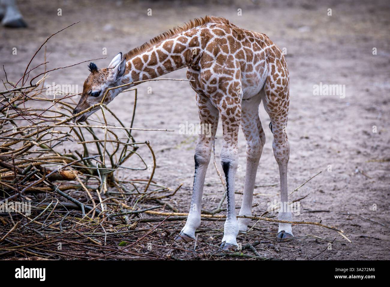 Schwerin, Germany. 12th Mar, 2025. The first giraffe bull "Mojo", a few ...