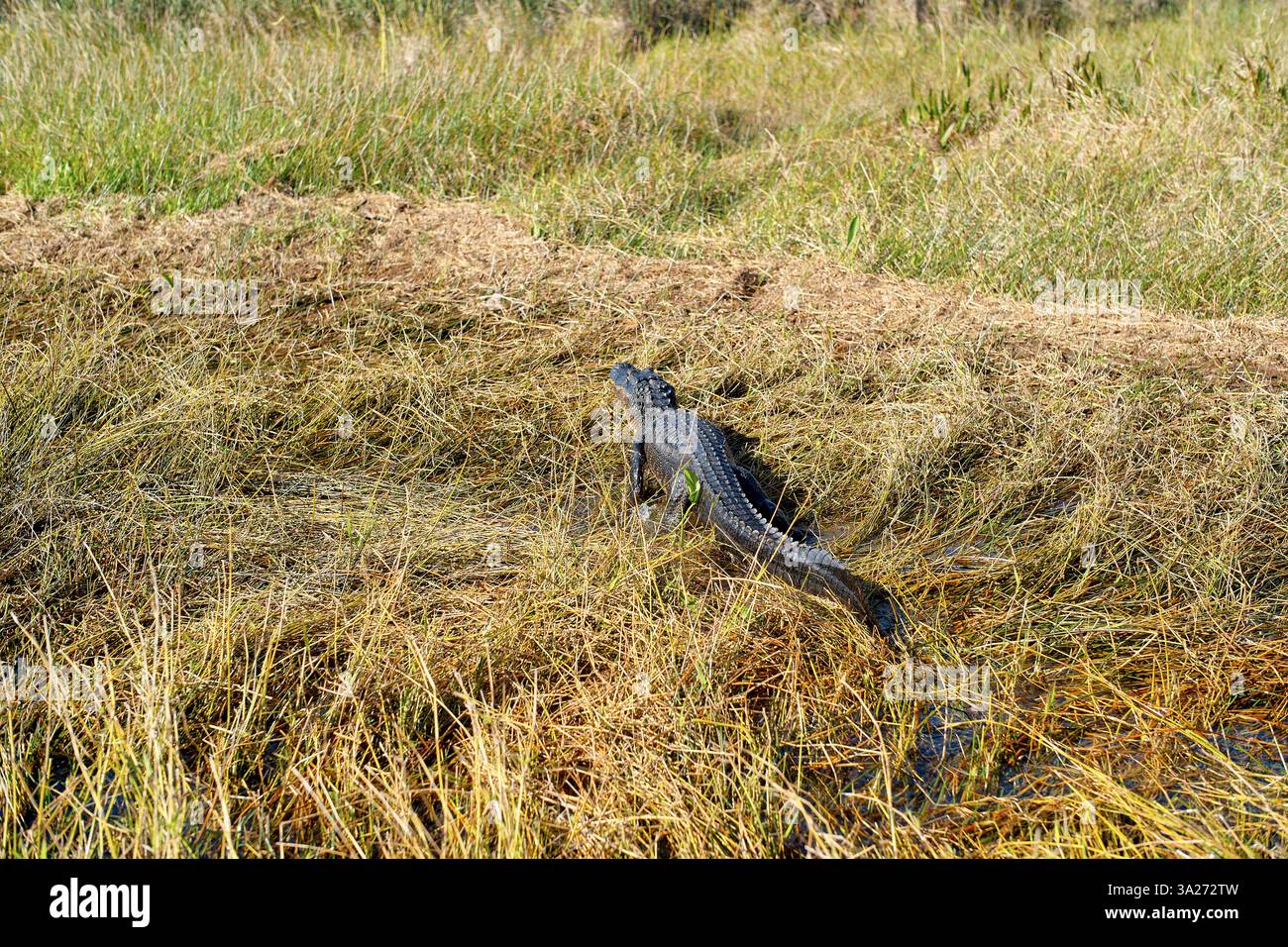 Alligator walking through grass in a sunny marshland. Miami, FL, USA ...