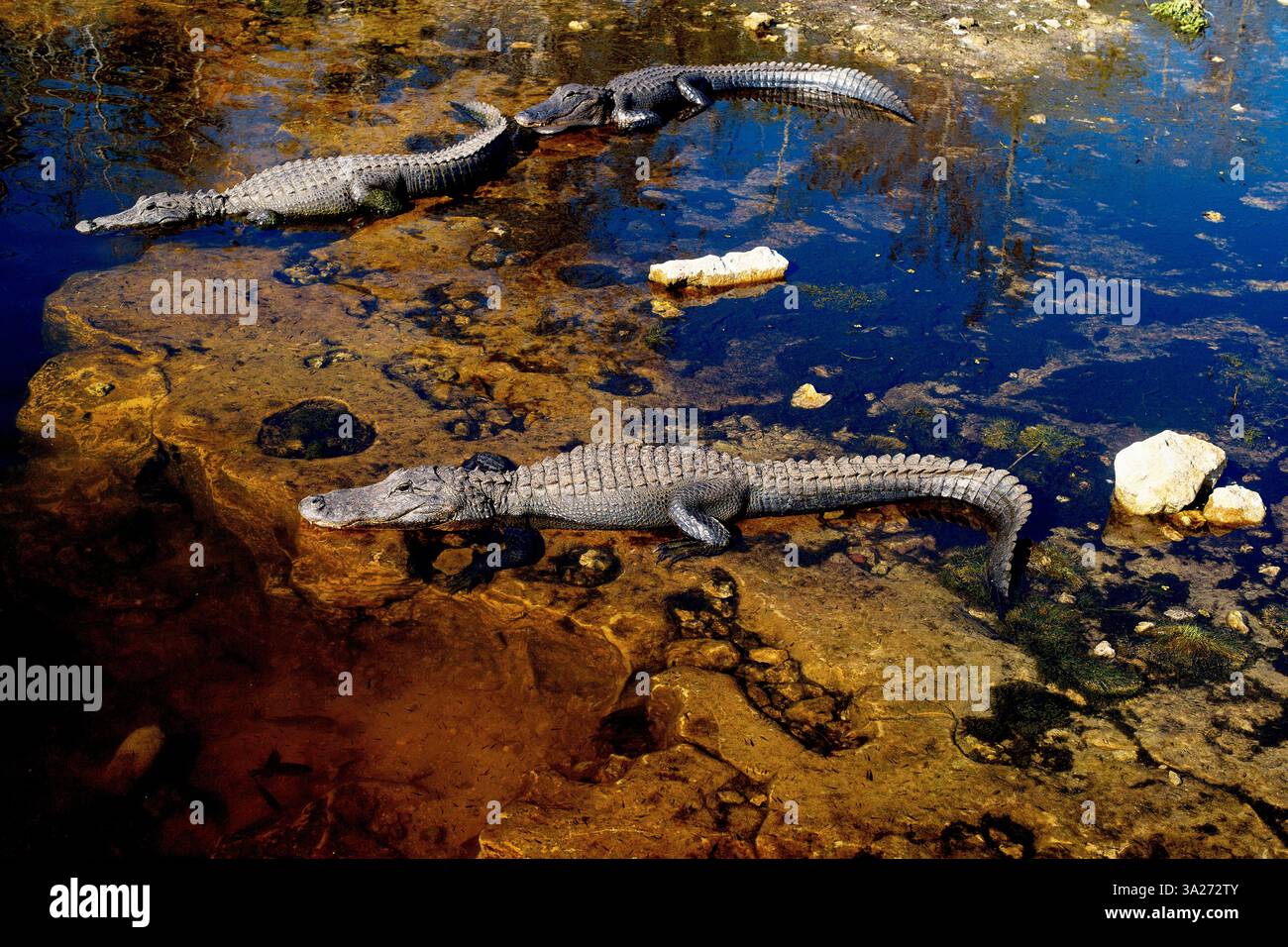 Alligators resting on rock hi-res stock photography and images - Alamy