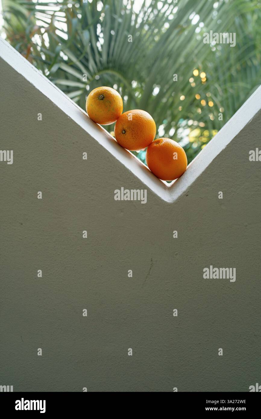 Three oranges balanced on a V-shaped white wall with palm fronds in the ...