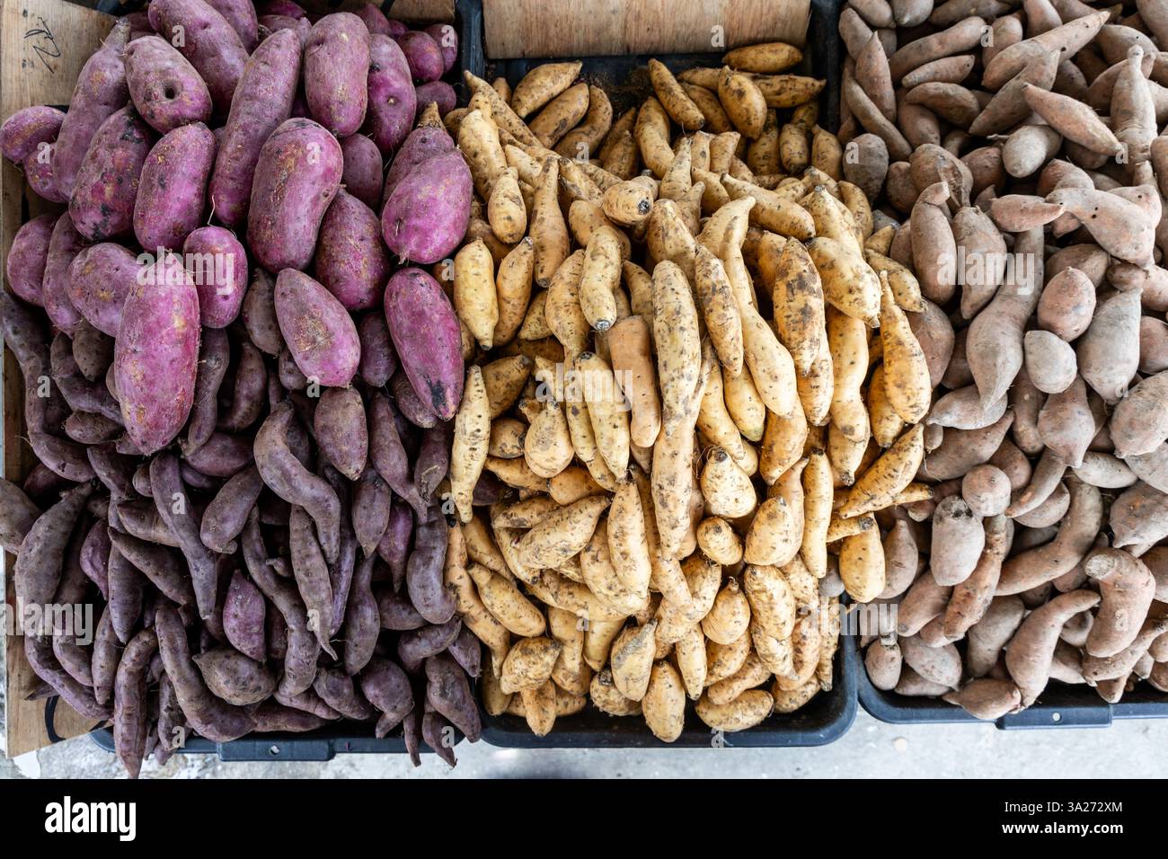 Variety of organic sweet potatoes tubers in market stall, consisting ...