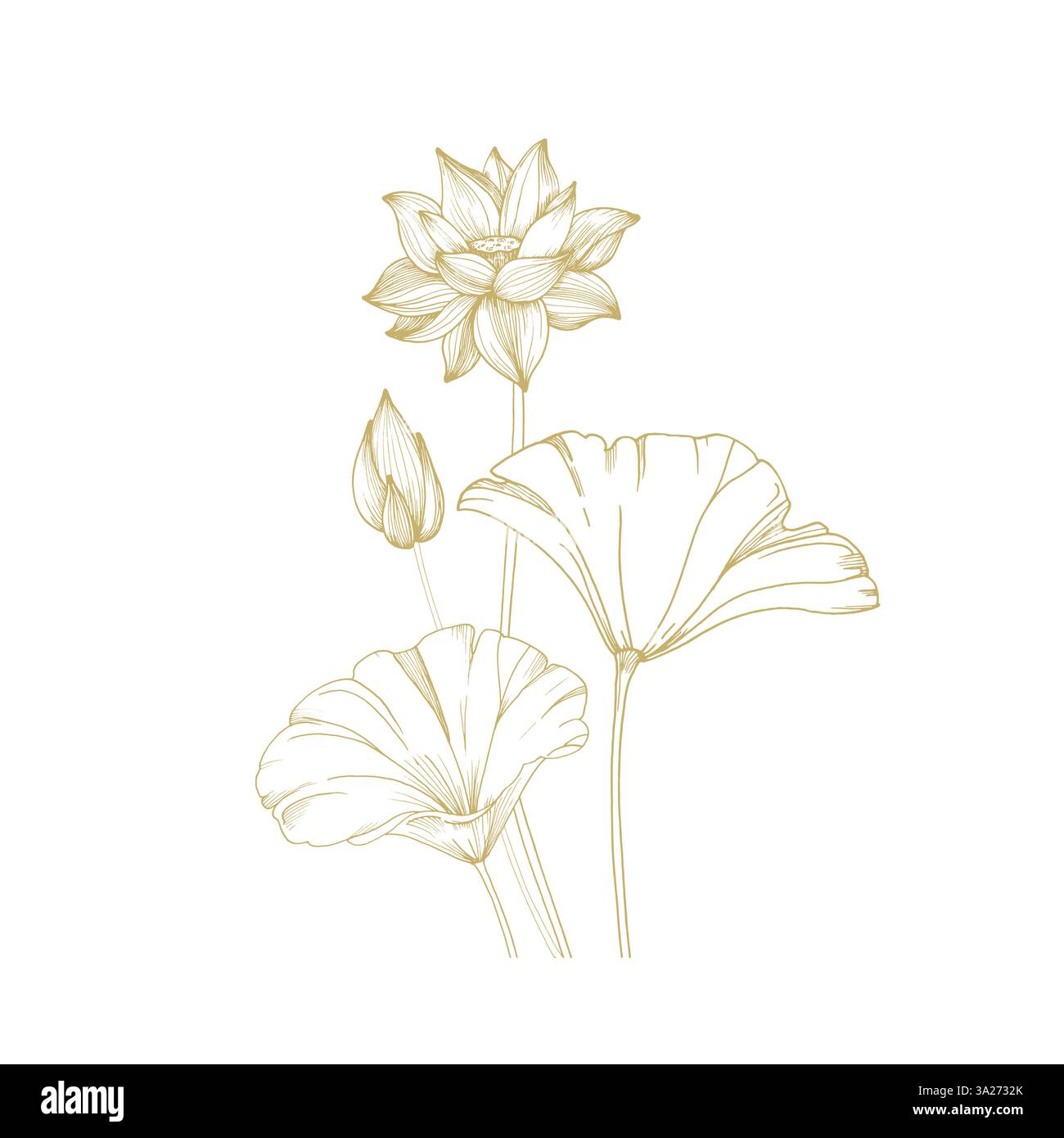 Lotus gold flowers and leaves . Vector illustration hand drawn and ...