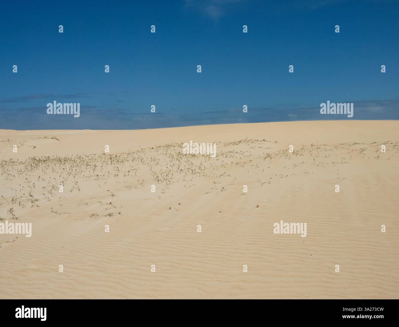 Vast desert landscape with rippling sand dunes under a clear blue sky ...