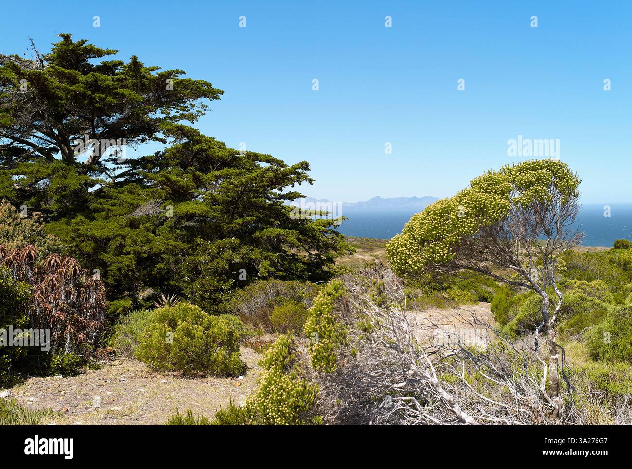 Coastal landscape with lush green trees, bushes, and distant ocean view ...