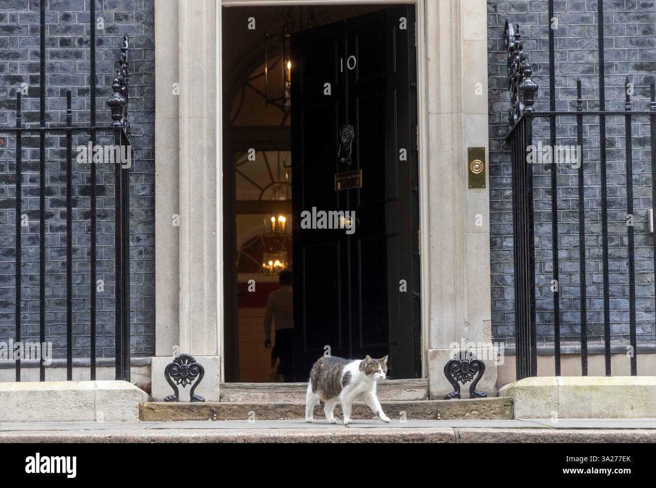 London, UK. 12 March 2025 Larry the Cat at Number 10 Prime Minister ...