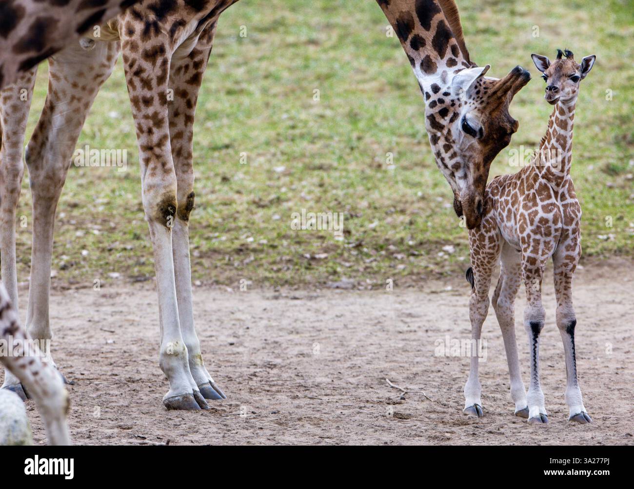 Schwerin, Germany. 12th Mar, 2025. The first giraffe bull "Mojo", just ...