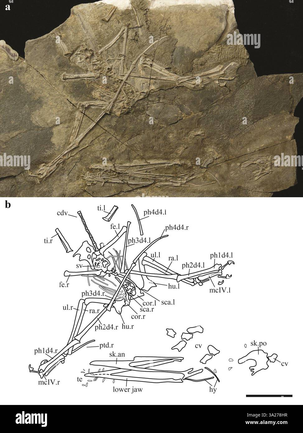 (250312) -- SHENYANG, March 12, 2025 (Xinhua) -- This combo picture ...