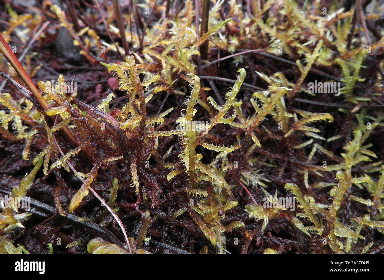 Vesisammal hi-res stock photography and images - Alamy