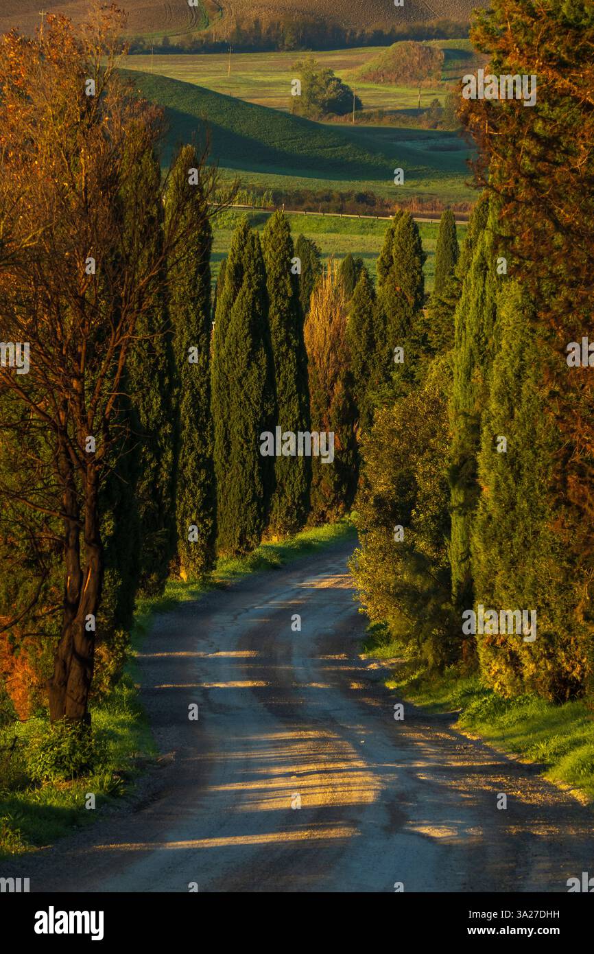 Idyllic rural pathway lined with tall cypress trees capturing the ...