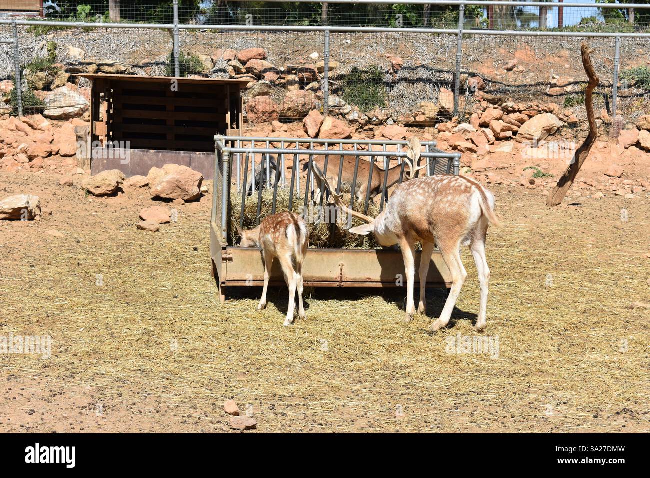 Animals eating and relaxing in a zoo in Europe Stock Photo - Alamy