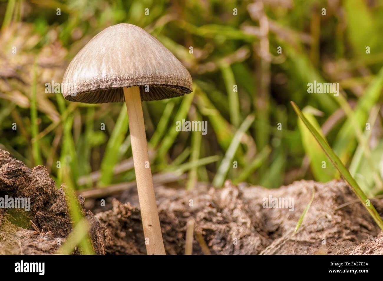 Macro photography of petticoat mottlegill mushrooms, growing on manure ...