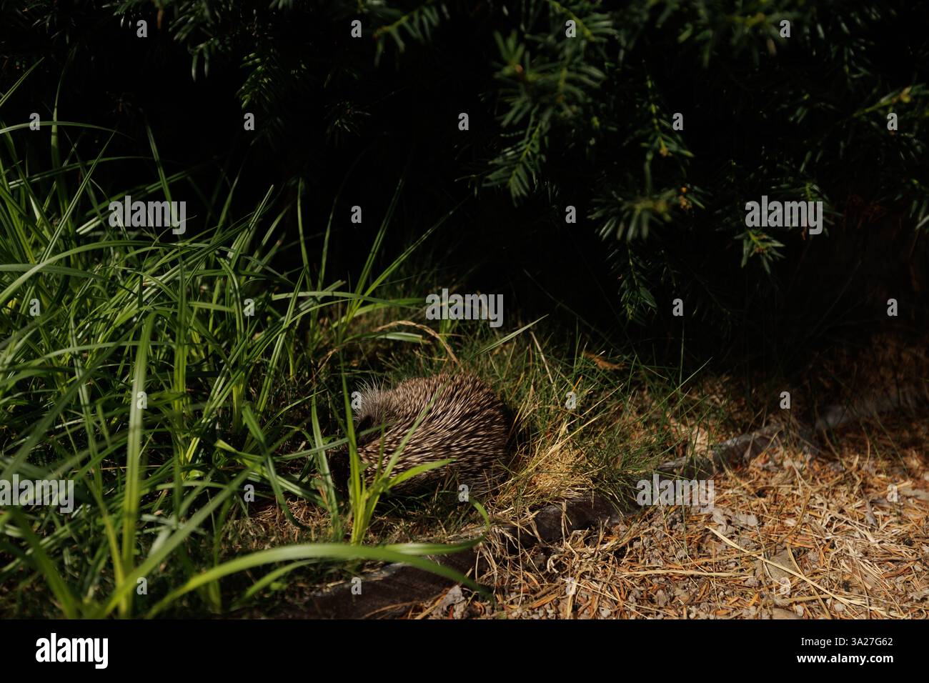 European hedgehog resting in the grass near a yew tree, enjoying a ...