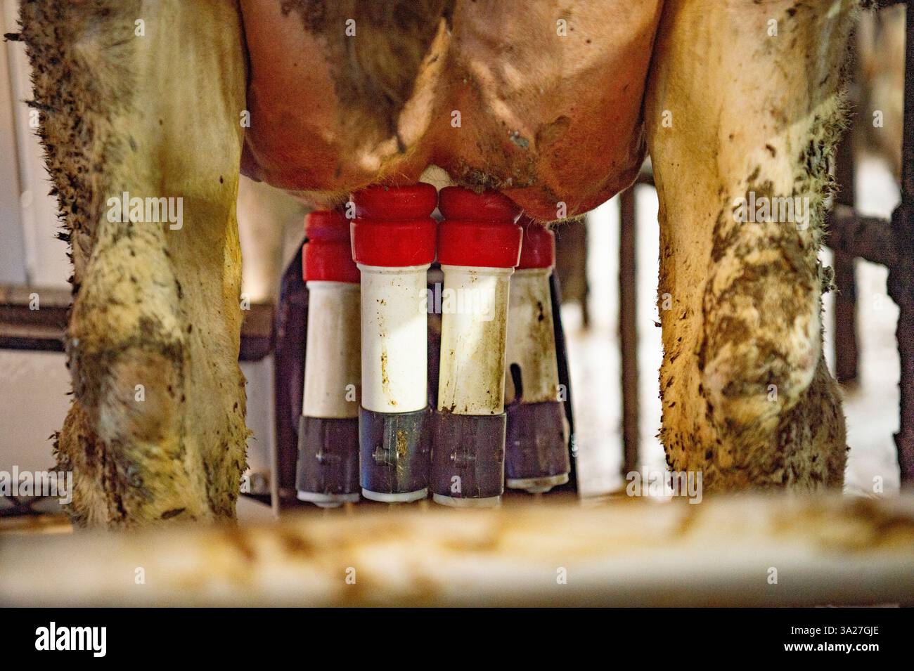 cow in a robot milking machine Stock Photo - Alamy