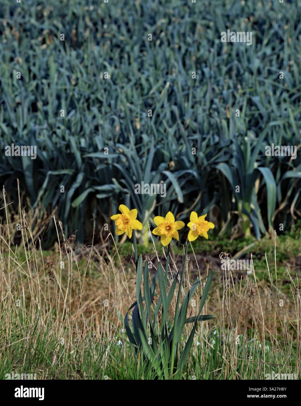 Symbols of Wales in the West Lancashire countryside. Three Daffodil ...