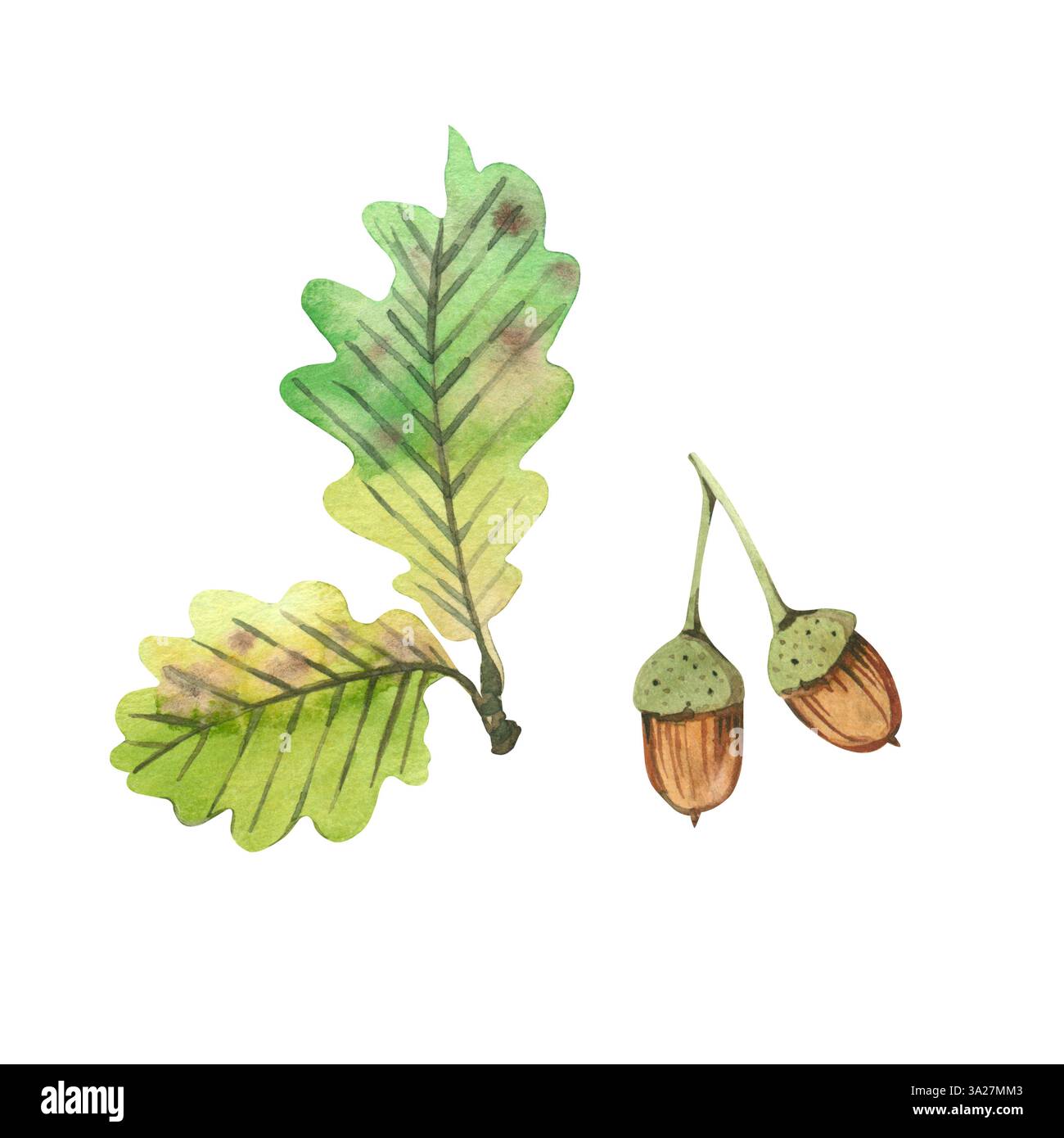 Two acorns and green oak leaves on a branch, all objects are hand-painted with watercolors on a ...
