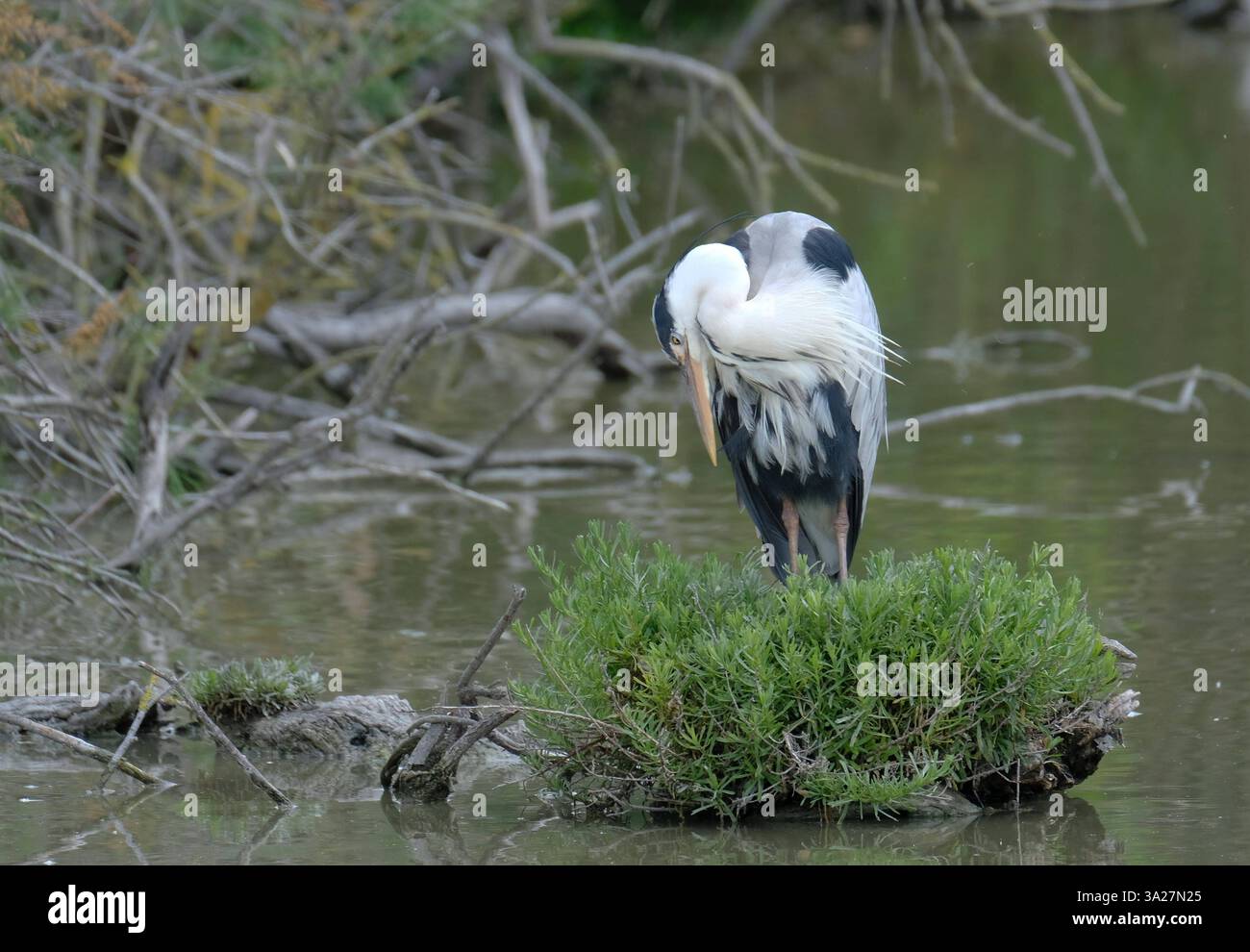 Deutschland - Natur - Tiere - Vögel Graureiher - Fischreiher Ardea ...