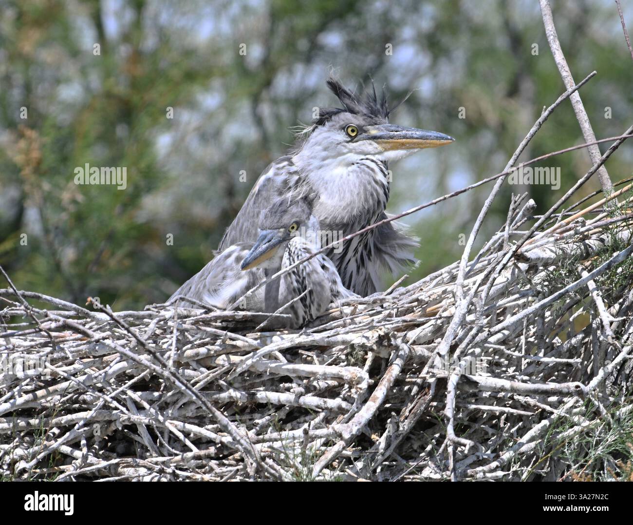Deutschland - Natur - Tiere - Vögel Graureiher - Fischreiher Ardea ...