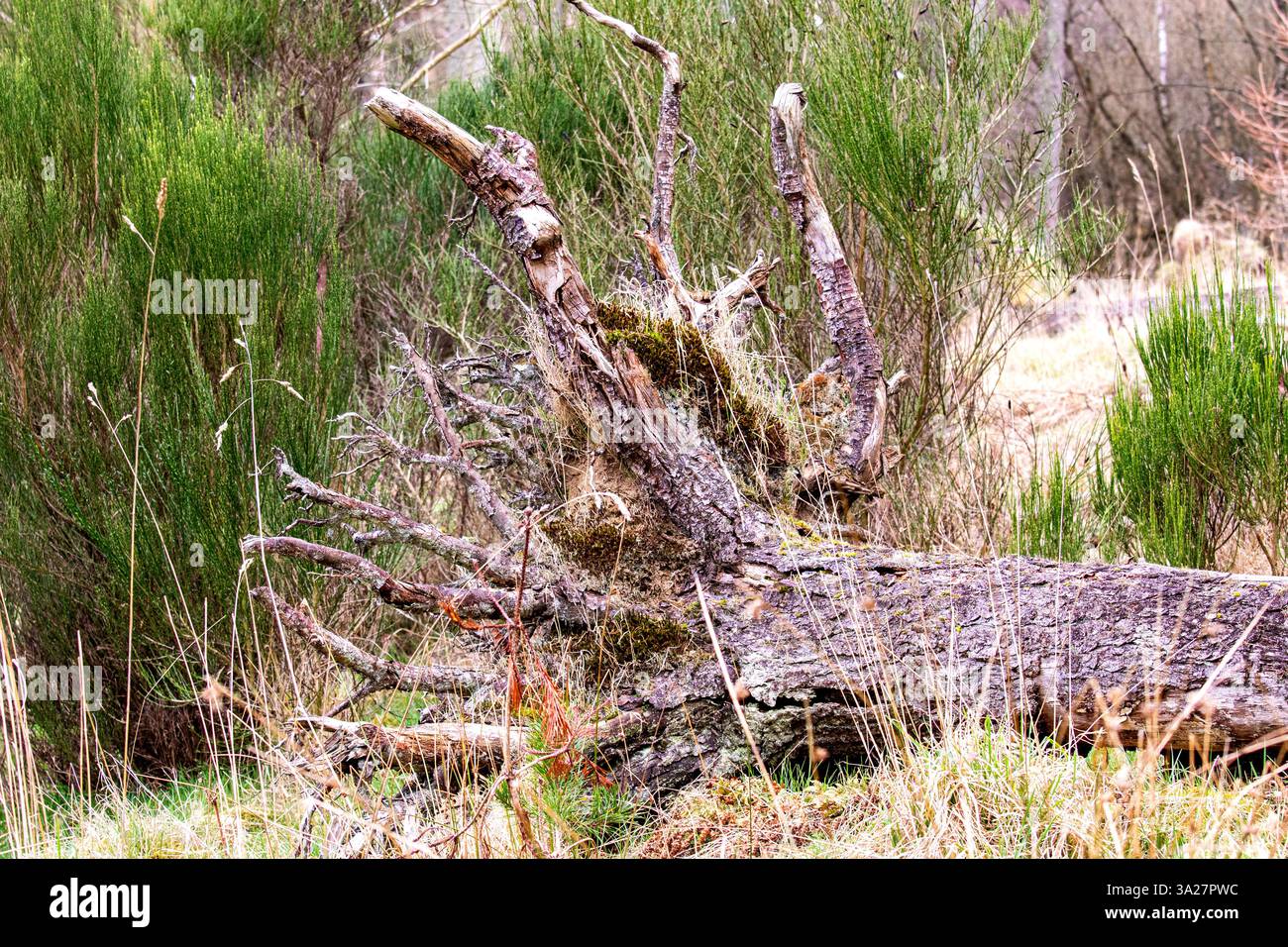 Dundee Templeton Woods in early Spring features distinctive woodland ...
