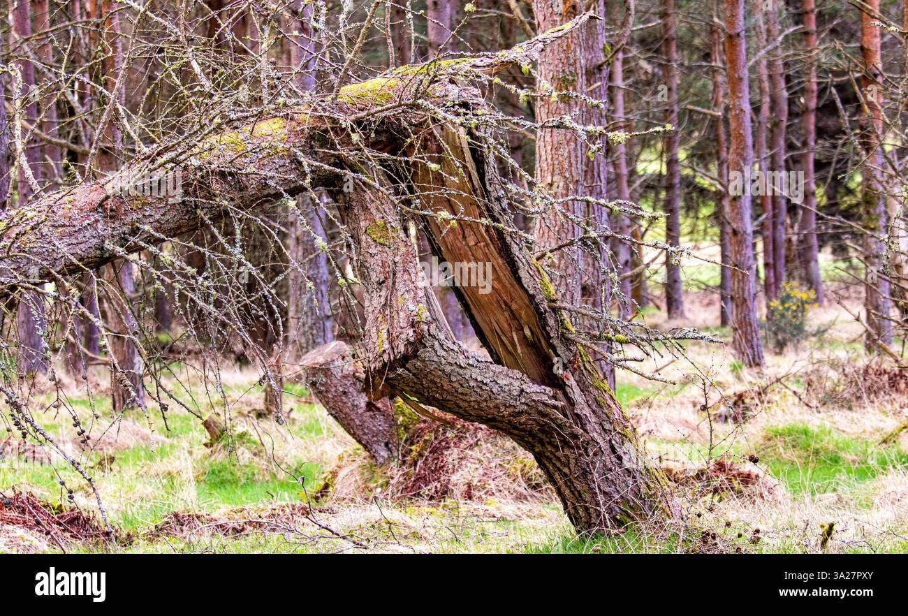 Dundee Templeton Woods in early Spring features distinctive woodland settings with old and ...