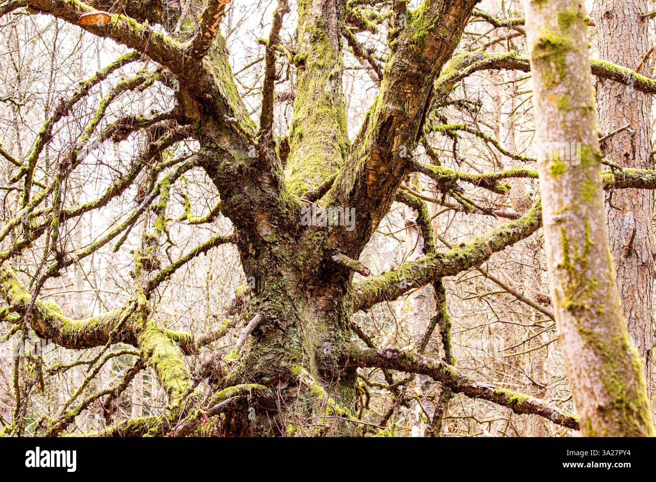 Dundee Templeton Woods in early Spring features distinctive woodland ...