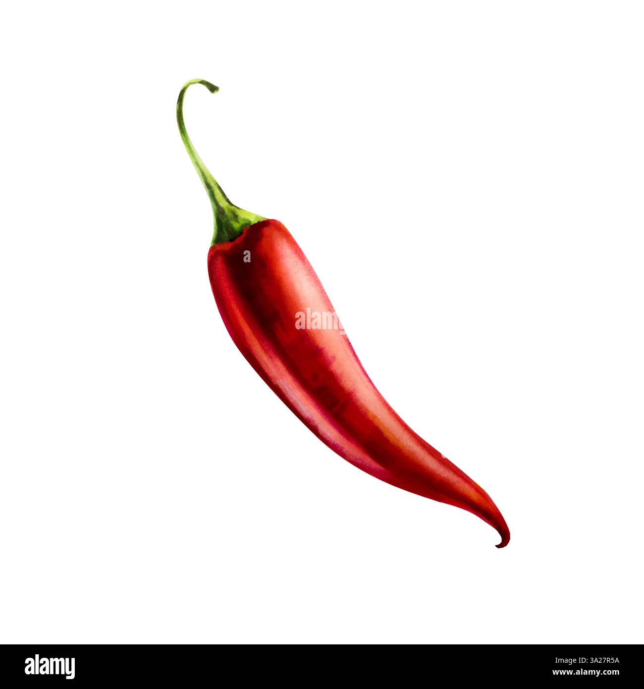 Red chilli pepper. Watercolor hand drawn cayenne, bell pepper spice ...