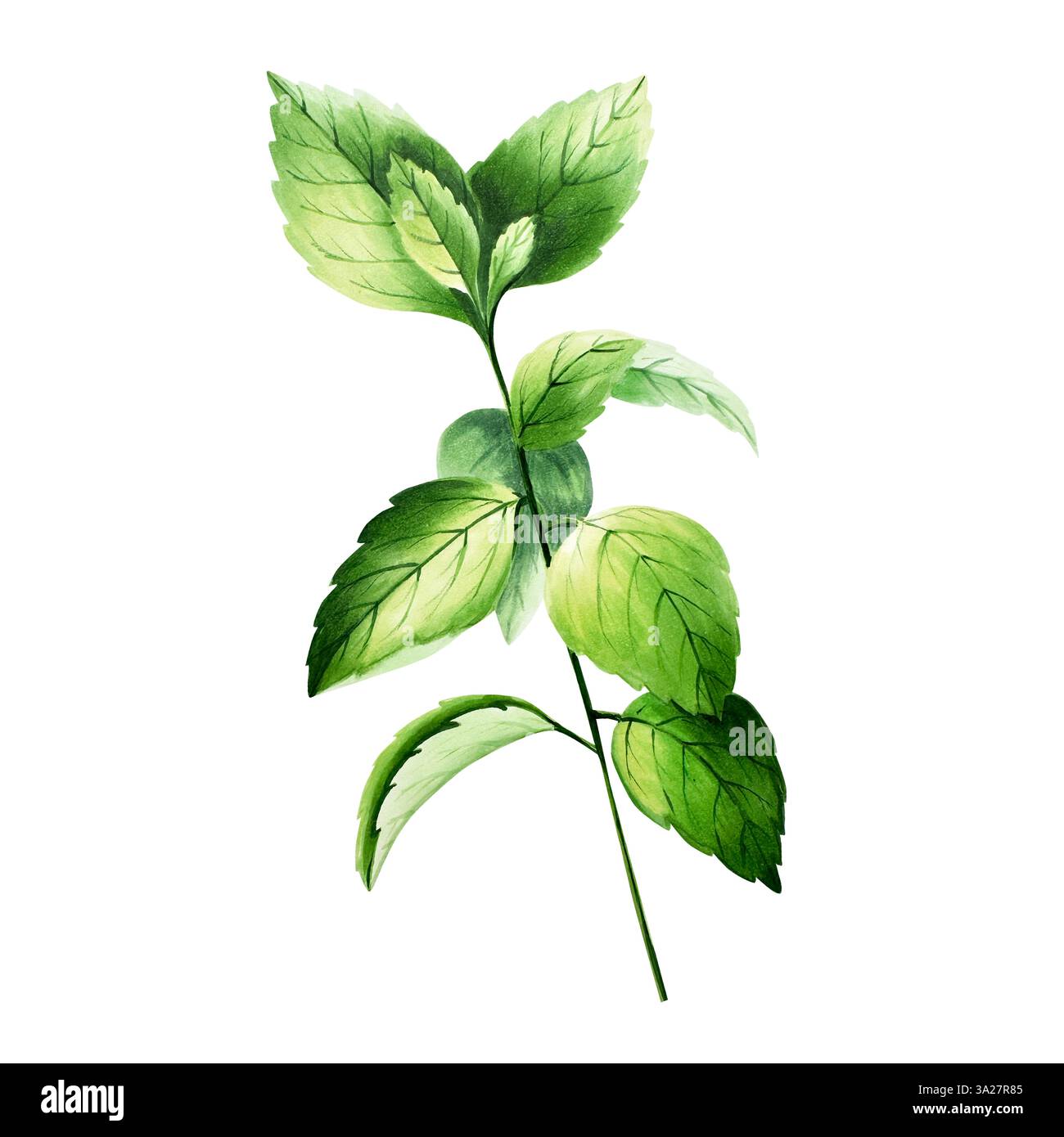 Sprig of fresh mint. Watercolor hand drawn herb, nettle branch isolated ...