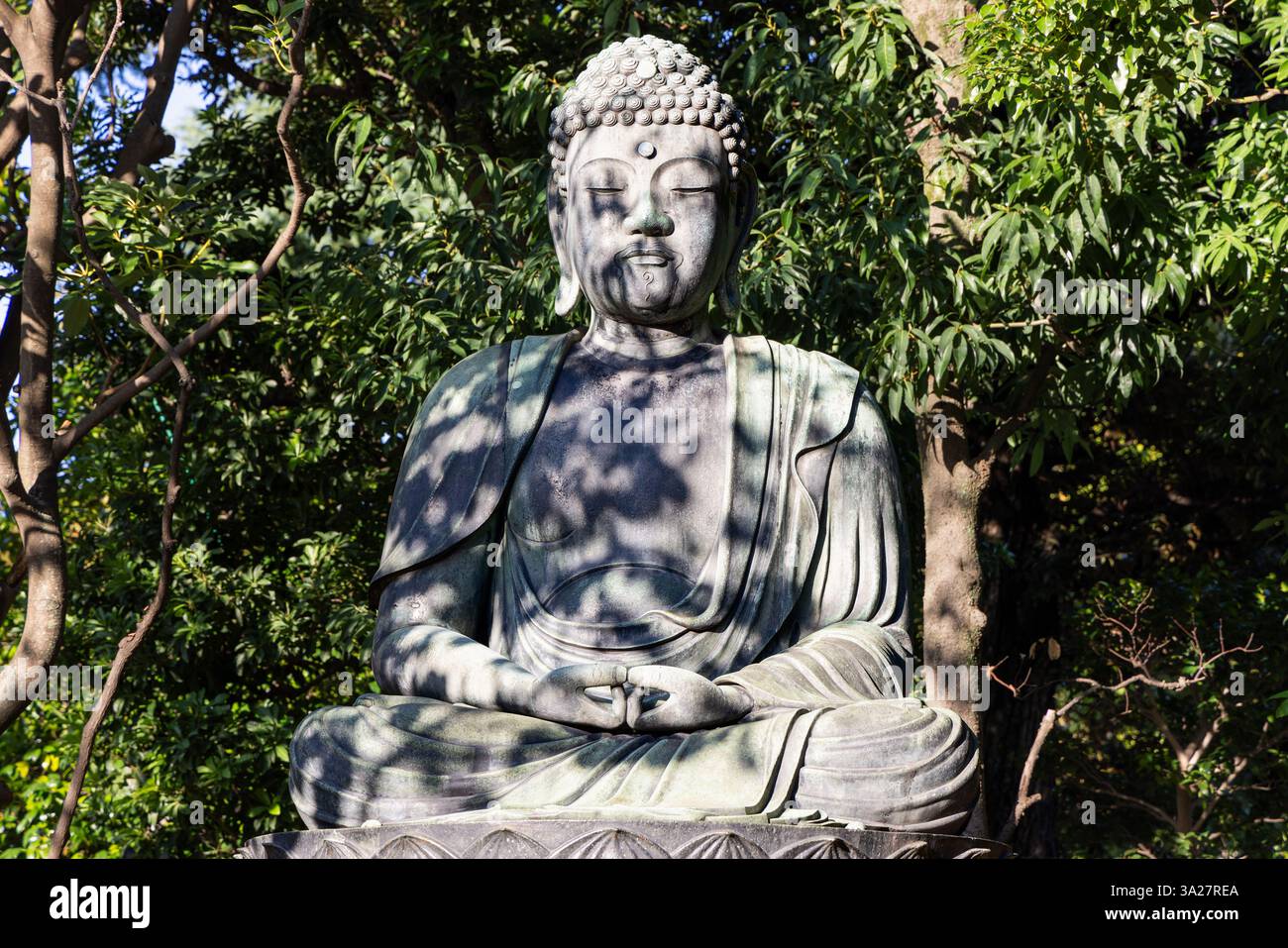 Bronze Buddha statue sits in peaceful meditation, surrounded by dense ...