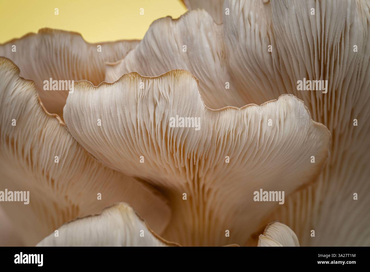 Closeup of the gills of an Italian Oyster Mushroom Stock Photo - Alamy