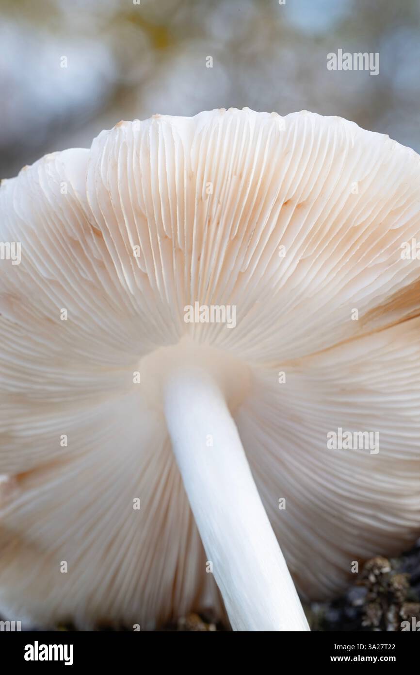 Closeup of the underside of a plateus cervinus mushroom Stock Photo - Alamy