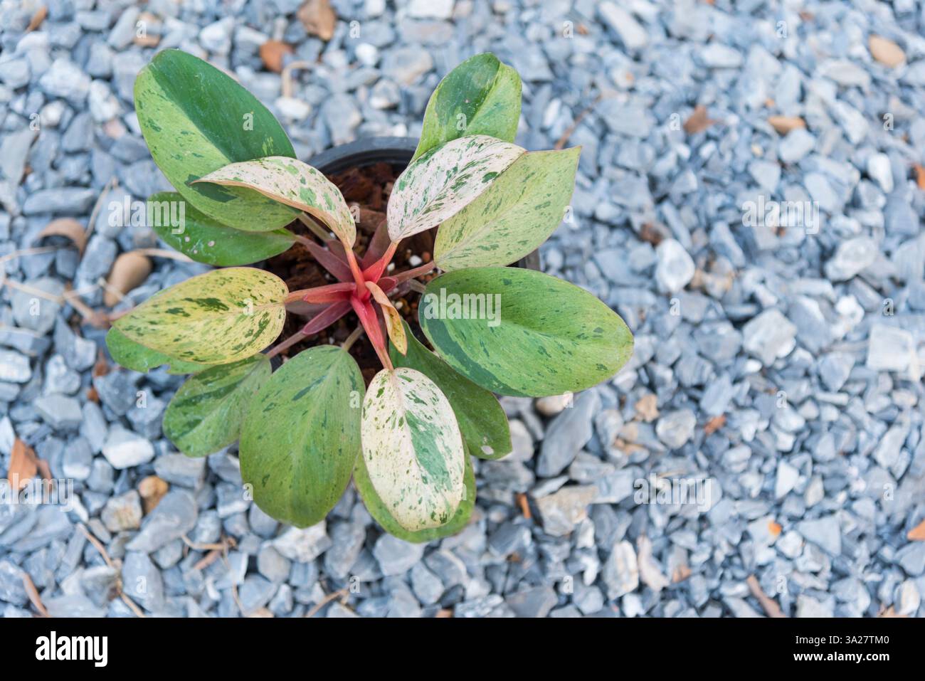 Closeup focus to Philodendrone RedCongo dwarf Stock Photo - Alamy