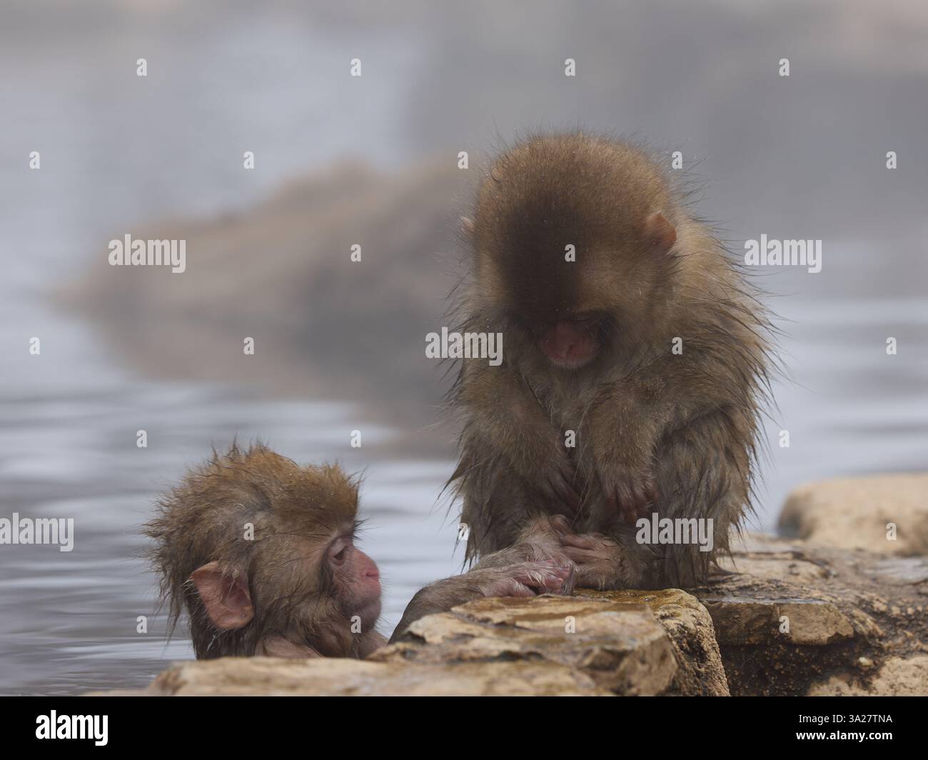 Japanese Snow Monkeys Stock Photo - Alamy