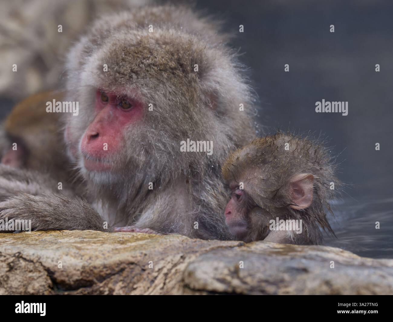 Japanese Snow Monkeys Stock Photo - Alamy